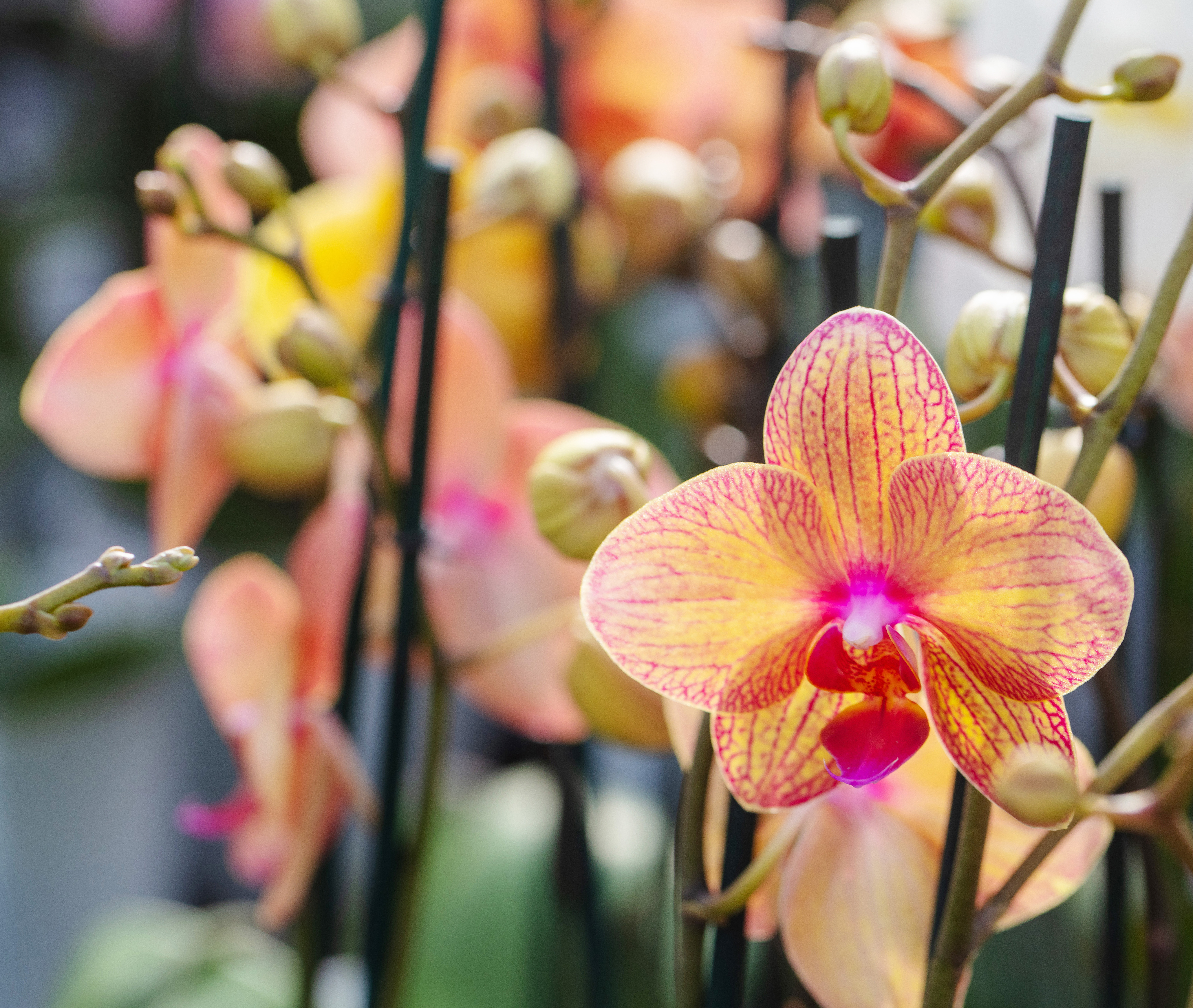 Teelt- en oogstregistratie | Work-IT Teelt| Nitea IT Solutions - Nitea ...