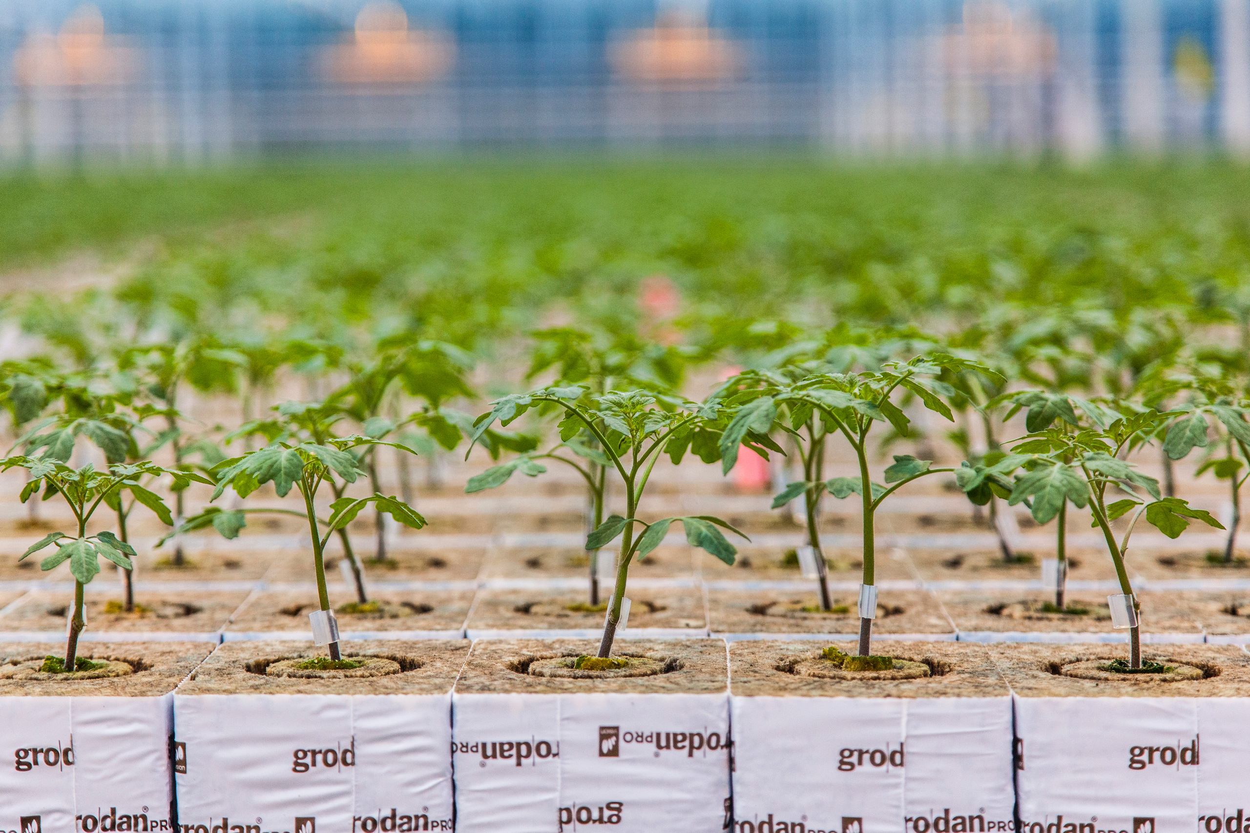 Nitea IT Solutions - software for managing labor and production