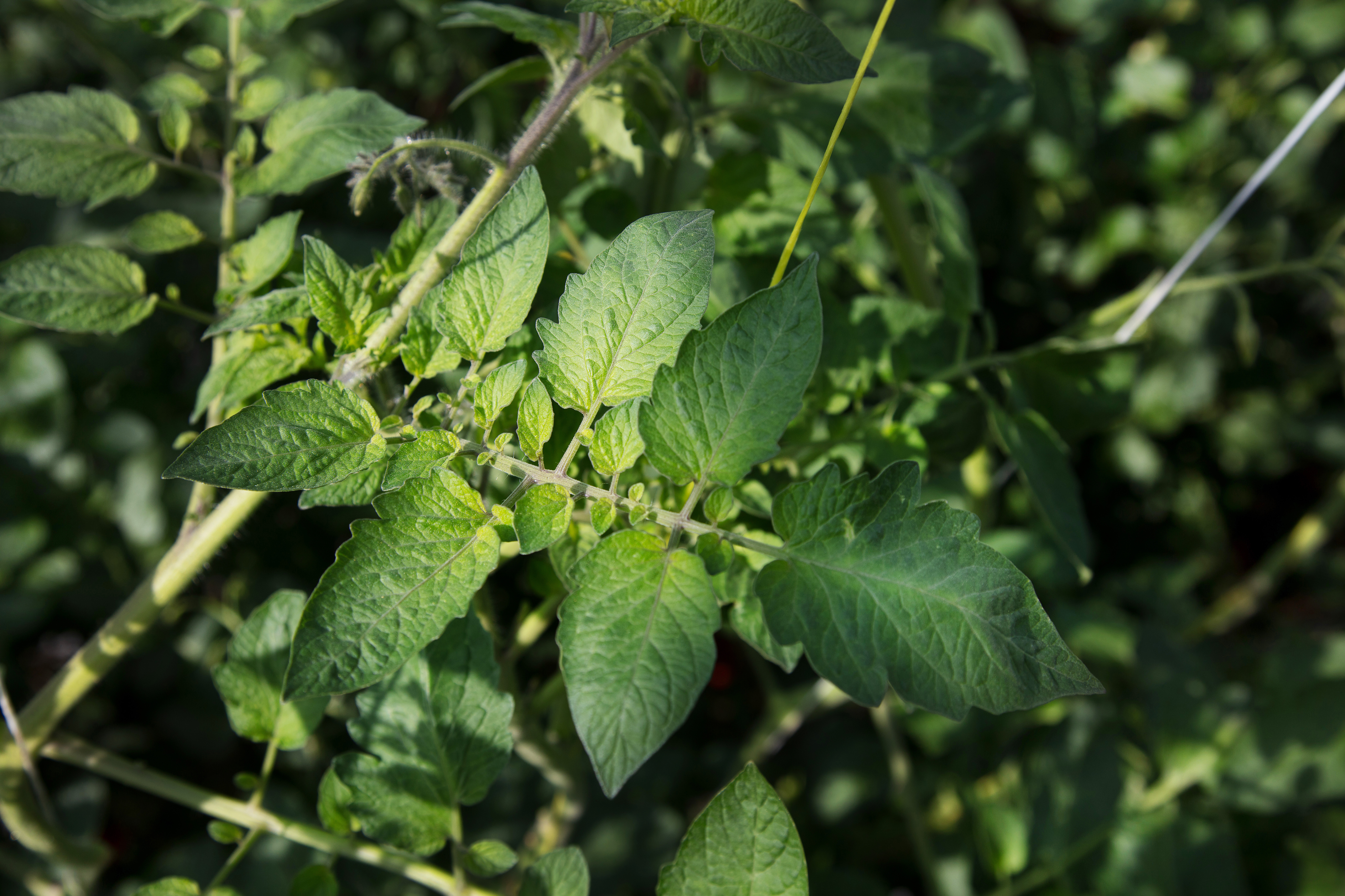 Work IT - Nitea IT Solutions B.V.